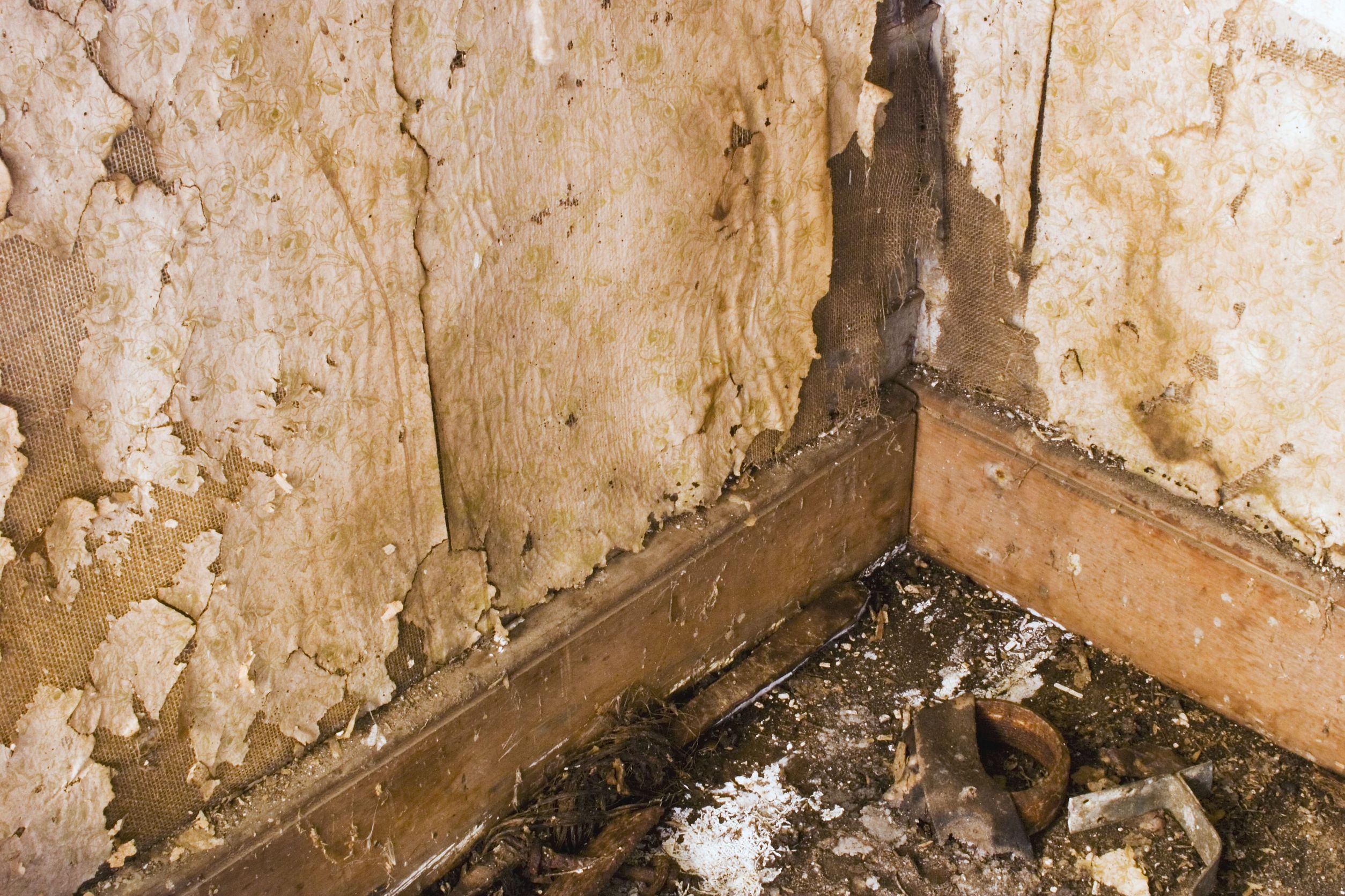 A Guide to Mold Damage Remediation in Council Bluffs, IA: Exposing the ...