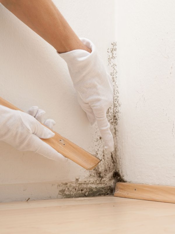 Breathe Easy: Your Ultimate Guide to Mold Clean-up in Omaha, NE - The ...